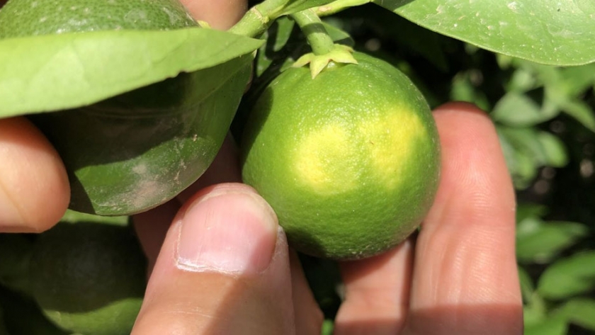 ¿Trips o viento? Daños en cítricos | Agroempresario.com
