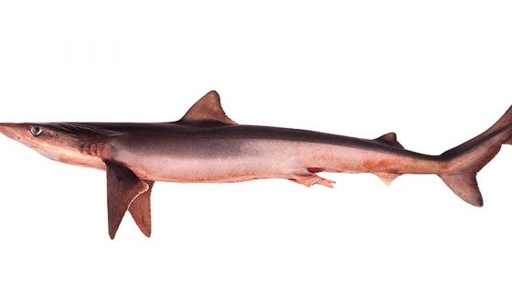 Pesca de Tiburón cazón (Galeorhinus galeus) | Agroempresario.com