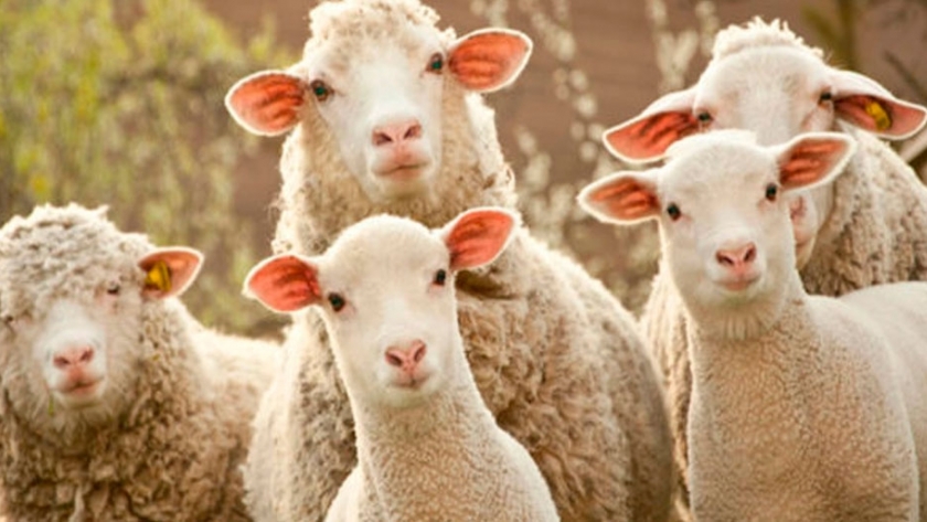 El sector ovino proyecta incrementar su producción de carne en más del ...
