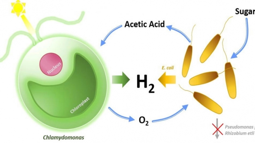 Microalgas y bacterias para producir biohidrógeno | Agroempresario.com