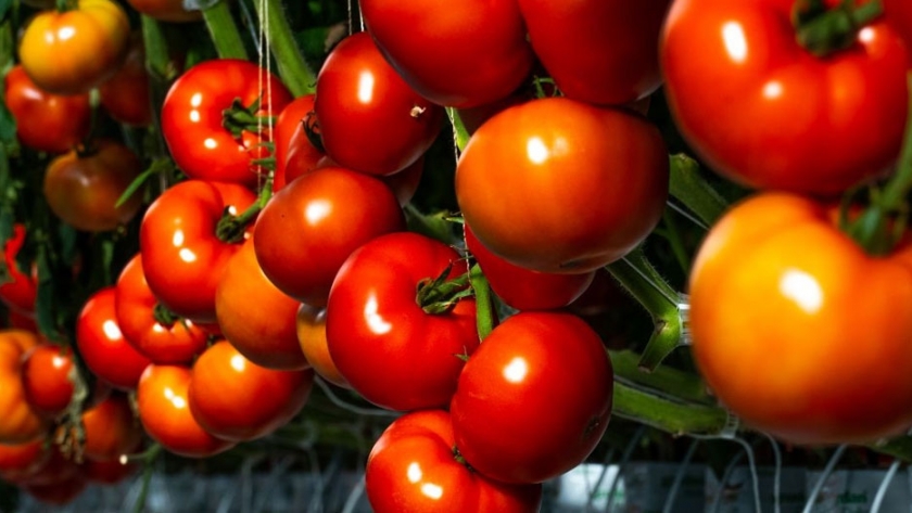 AppHarvest lanza la primera cosecha de tomates al comercio minorista ...