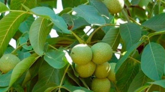La argentina que produce nuez de nogal | Agroempresario.com