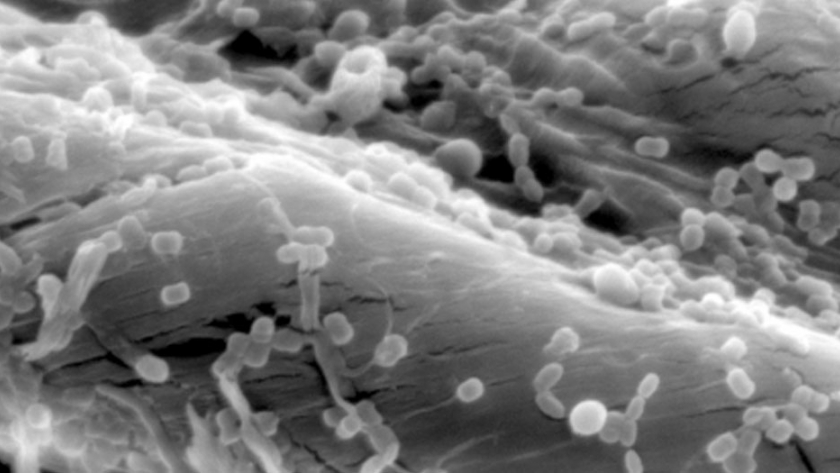 Secuenciaron 410 genomas de aislamientos de la microbiota ruminal ...