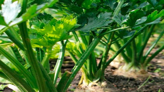 Efectos de la fertilización con distintas dosis de fósforo en la ...