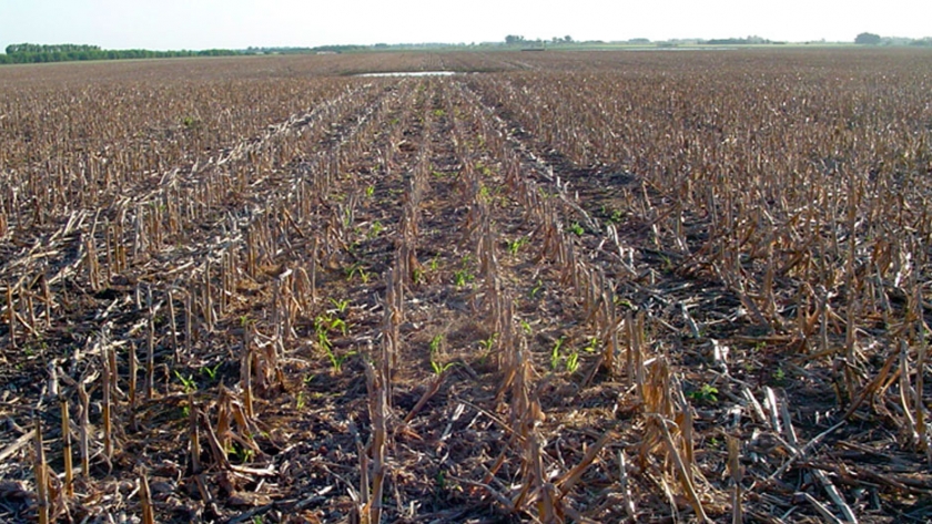 Consideraciones para el manejo de barbechos | Agroempresario.com