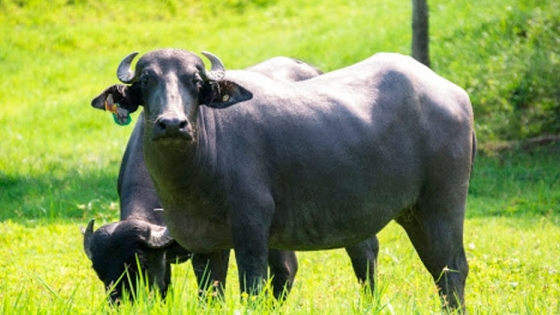 El bienestar de la búfala lechera al parto | Agroempresario.com