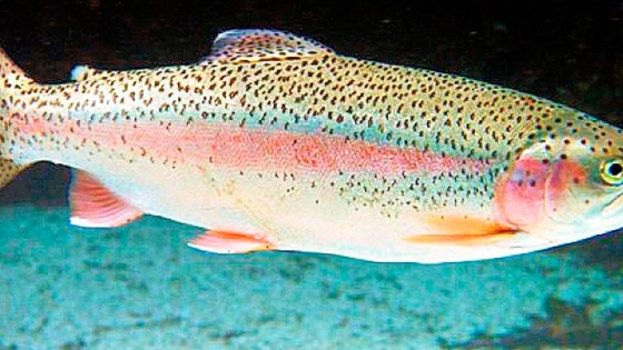 Características generales de la Trucha | Agroempresario.com