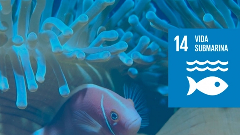 #ODS 14: Vida submarina | Agroempresario.com
