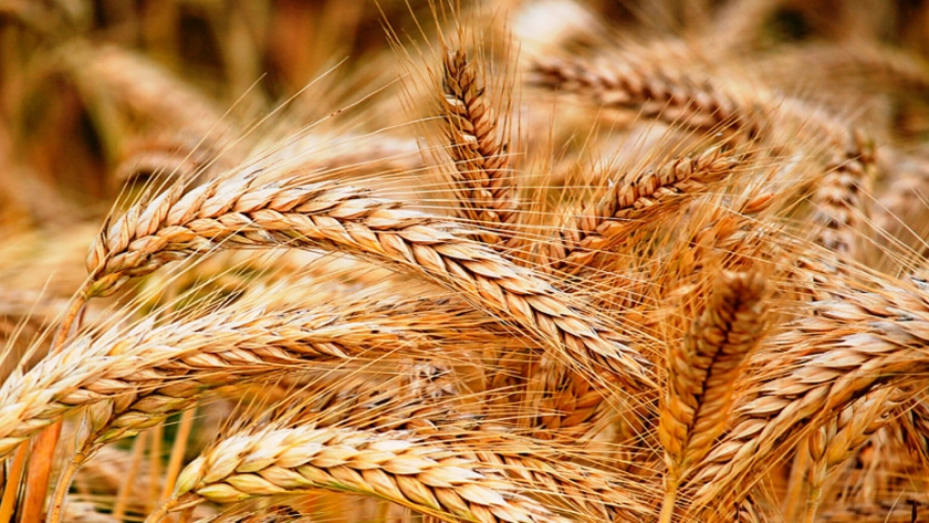 Cebada cervecera: comportamiento agronómico y de calidad en Oliveros ...