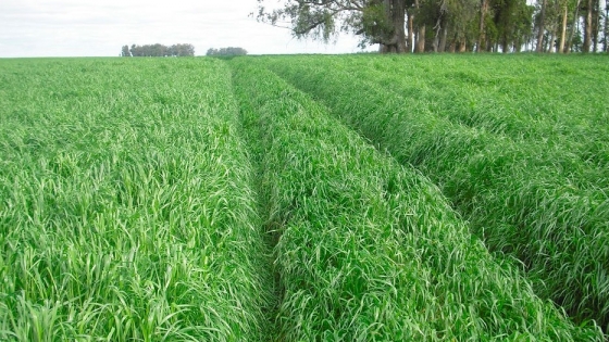 Tips para mejorar la producción del raigrás | Agroempresario.com
