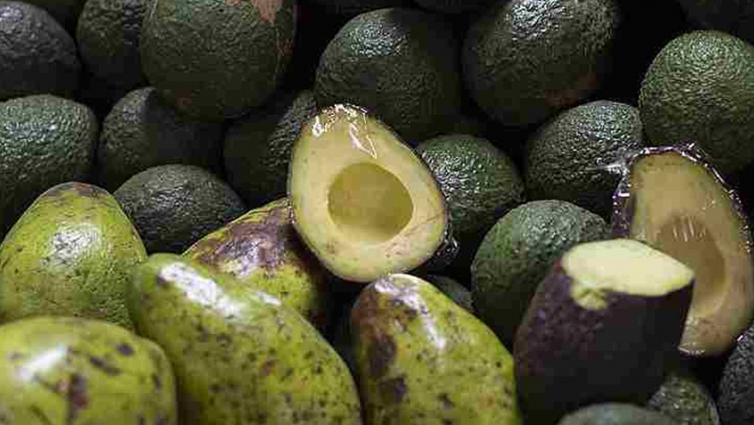 Aguacate criollo, con alta resistencia a hongo que pudre la raíz ...