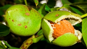 El árbol de pecan , el único nogal de origen americano | Agroempresario.com
