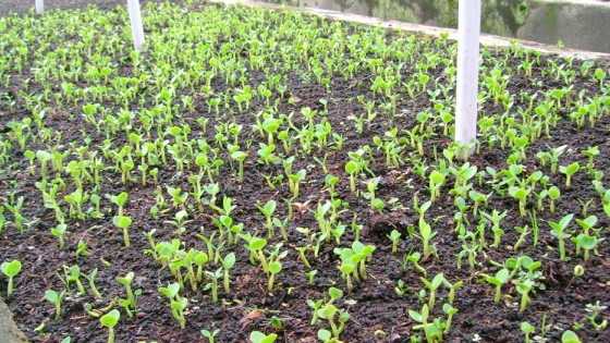 Diseño, construcción y producción en un vivero forestal para especies ...
