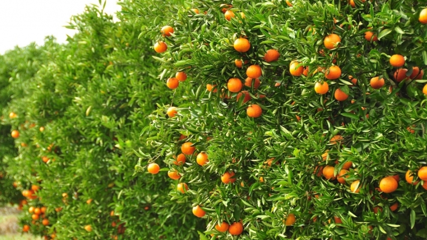 Hlb Enfermedad De Los Cítricos Que Amenaza Su Producción Mundial