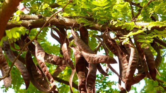 Características de la Algarroba | Agroempresario.com