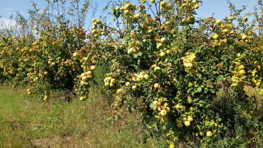 El cultivo del membrillero en San Pedro, provincia de Buenos Aires ...