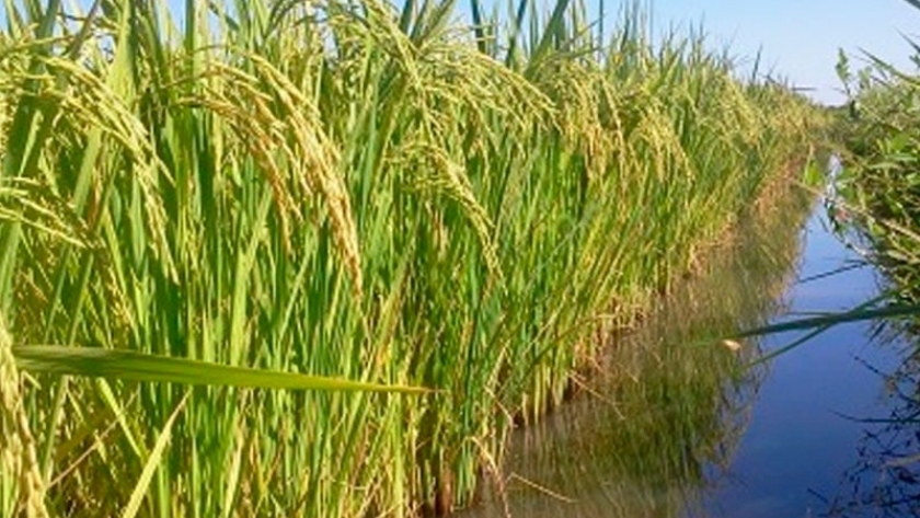 Cómo producir pacú de un modo sustentable y rentable | Agroempresario.com