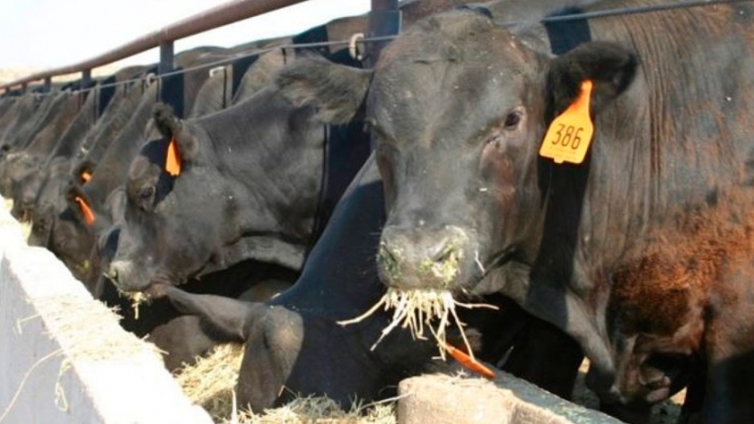 Engorde a corral: Feedlot | Agroempresario.com