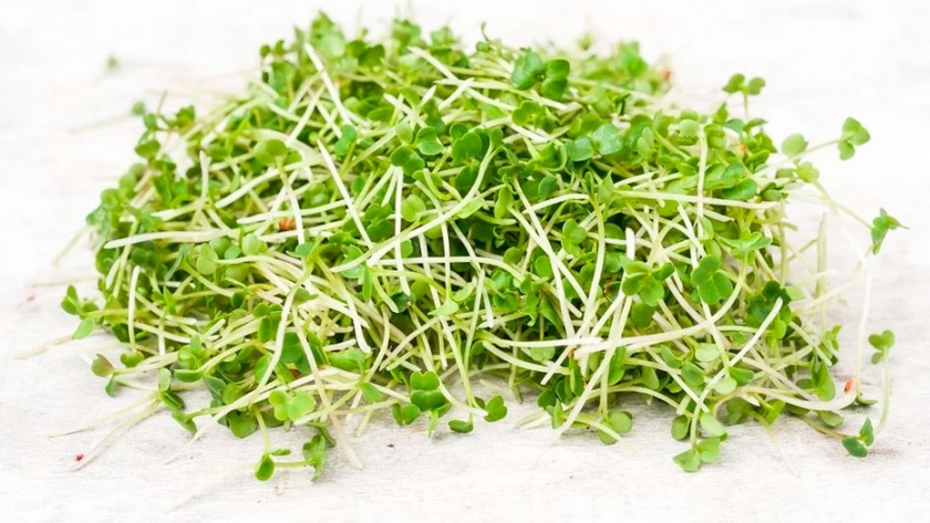 El poder de los brotes | Agroempresario.com