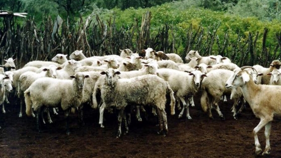 Módulos de pastoreo | Agroempresario.com
