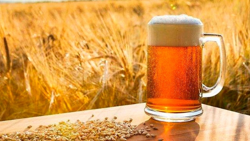 Pautas para decidir qué cebada cervecera sembrar | Agroempresario.com