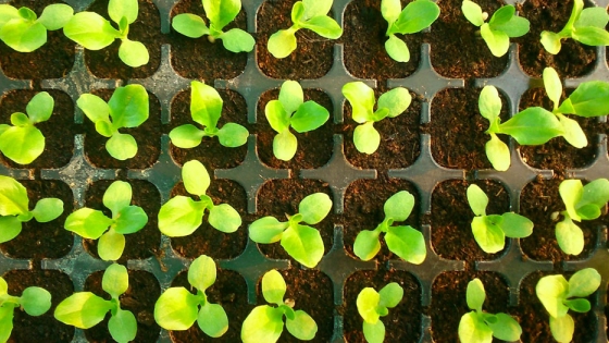 Es tiempo de producir Plantines | Agroempresario.com