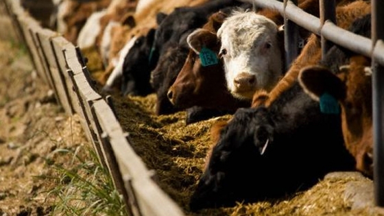 Qué es la Ractopamina en la nutrición animal | Agroempresario.com