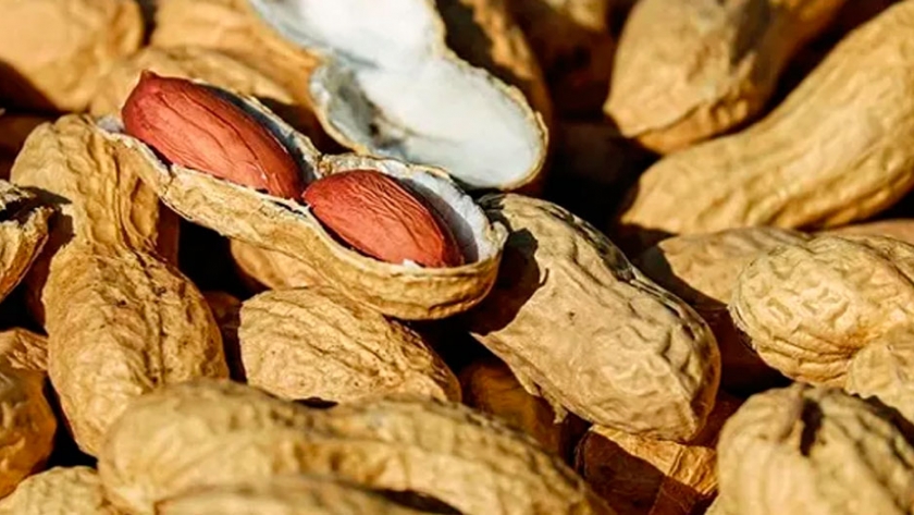 Crearon una semilla resistente a la enfermedad que ataca al maní ...