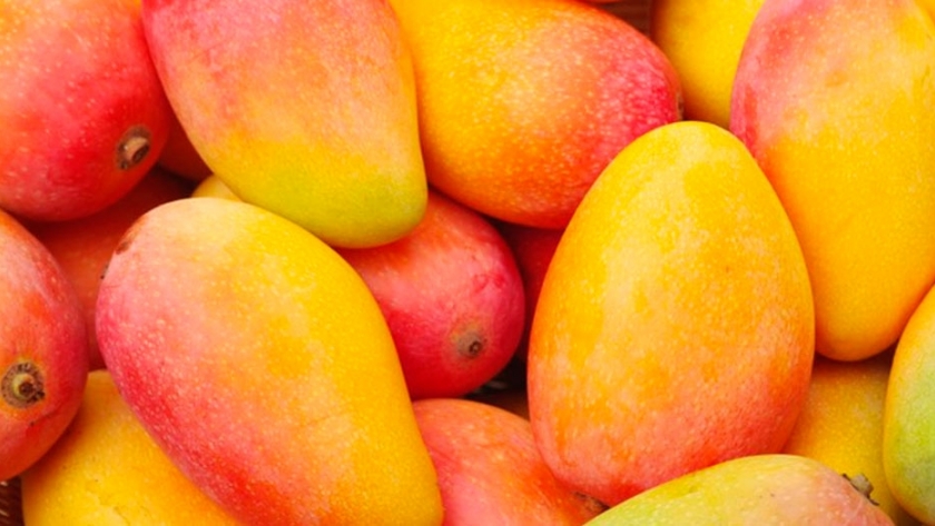 El mango toma importancia como alternativa productiva en la región ...