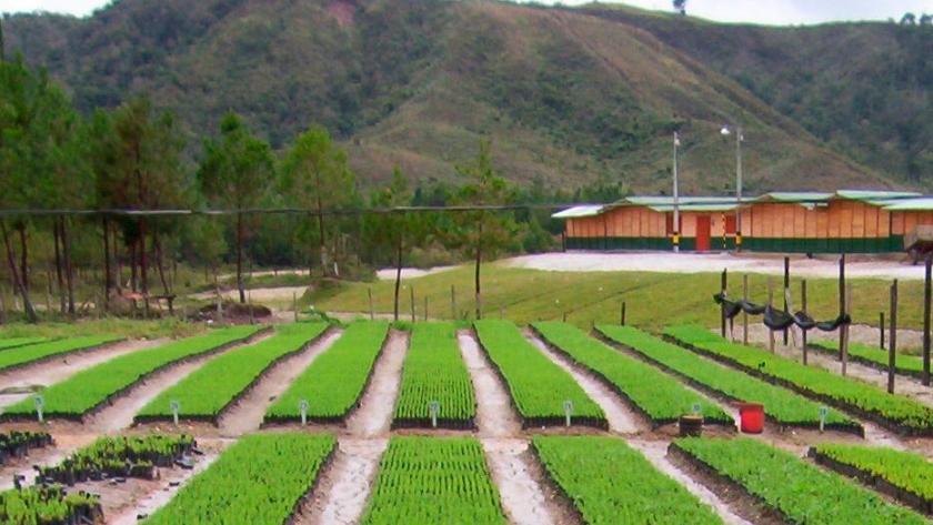 Producción de árboles para reforestación | Agroempresario.com