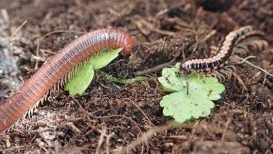 Los genomas de dos especies de milpiés arrojan luz sobre su evolución ...
