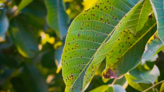 Antracnosis: qué es y tratamiento | Agroempresario.com