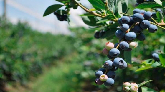 La ruta del Arándano en Buenos Aires | Agroempresario.com