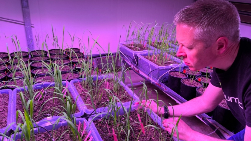 BioLumic revoluciona la productividad del maíz con tecnología de luz ...