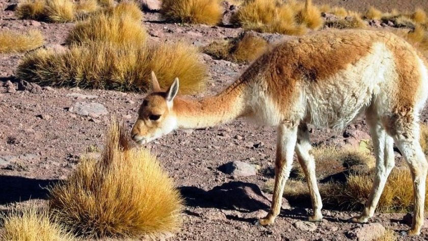 Realizan el primer chakú de la temporada en Catamarca | Agroempresario.com