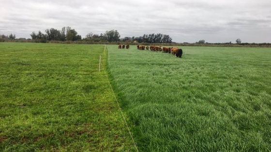 Pastoreo rotativo: claves para evitar errores en la instalación de los ...