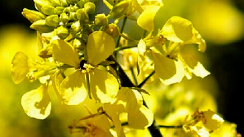 Carinata: la hermana rústica de la colza que prueba suerte ...