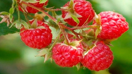 Características y propiedades de la Frambuesa | Agroempresario.com