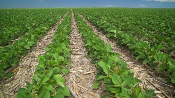 Estrategias de manejo para un barbecho exitoso | Agroempresario.com