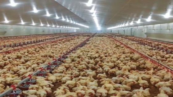 Galpón para pollos de engorde | Agroempresario.com