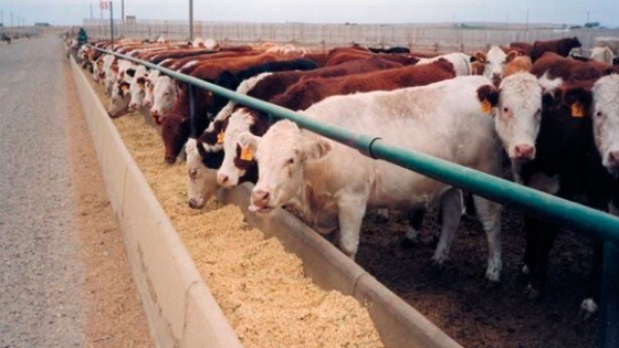 La cebada, una opción para la nutrición animal | Agroempresario.com