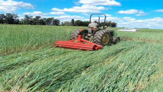 El rolado, la técnica que combina cultivos de cobertura con soja y maíz ...