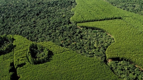 La brasileña Suzano, la mayor productora de celulosa de fibra corta de ...
