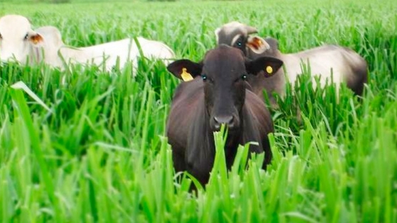 Diez consejos para lograr pasturas exitosas | Agroempresario.com
