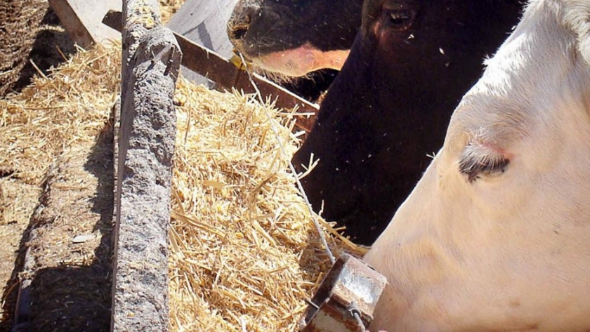 Reutilizan el alimento del rumen para nuevas dietas bovinas ...