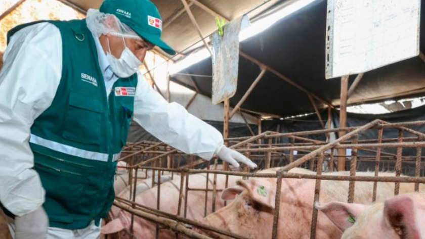 Implementan sistema de identificación y trazabilidad para ganado bovino ... Implementan sistema de identificación y trazabilidad para ganado bovino ...