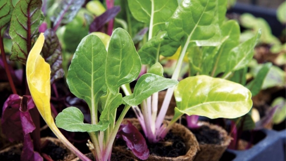 Cómo cultivar Acelga | Agroempresario.com