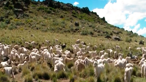 Más del 20% de la producción caprina de Argentina se concentra en el ...