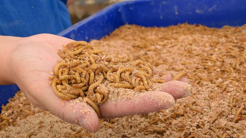 La granja de insectos más grande del mundo se está construyendo en ...