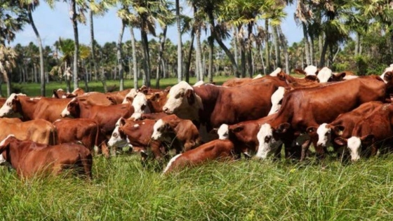 Precisión para un rodeo más eficiente | Agroempresario.com